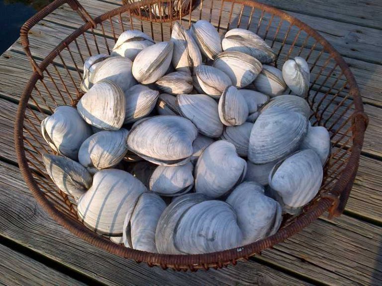 Scrumptious Baked Clam Recipe: The Long Island Way | Happily Unprocessed